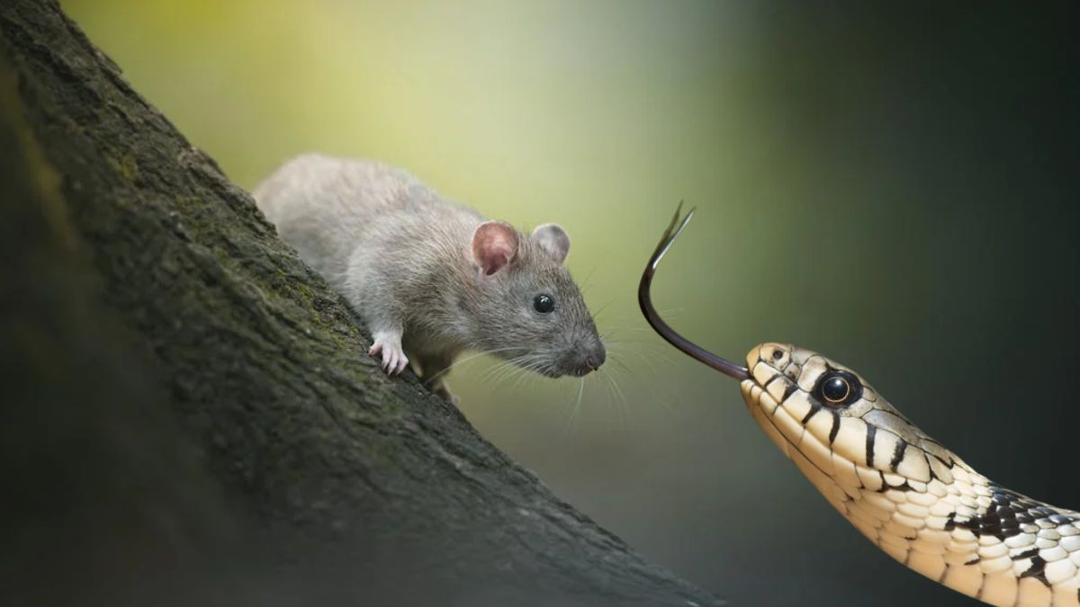 rat and snake fight viral video on social media trending animals video ...