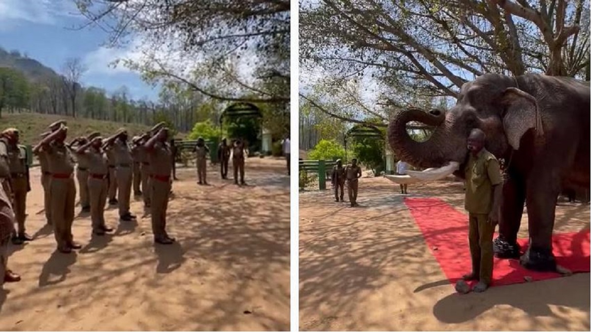 tamil nadu kumki elephant kaleem retires receives guard of honour । 99 ...