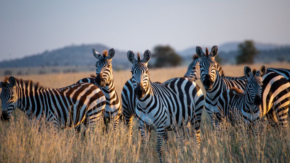 Do you know the color of a zebra is white or black here is the fact ...