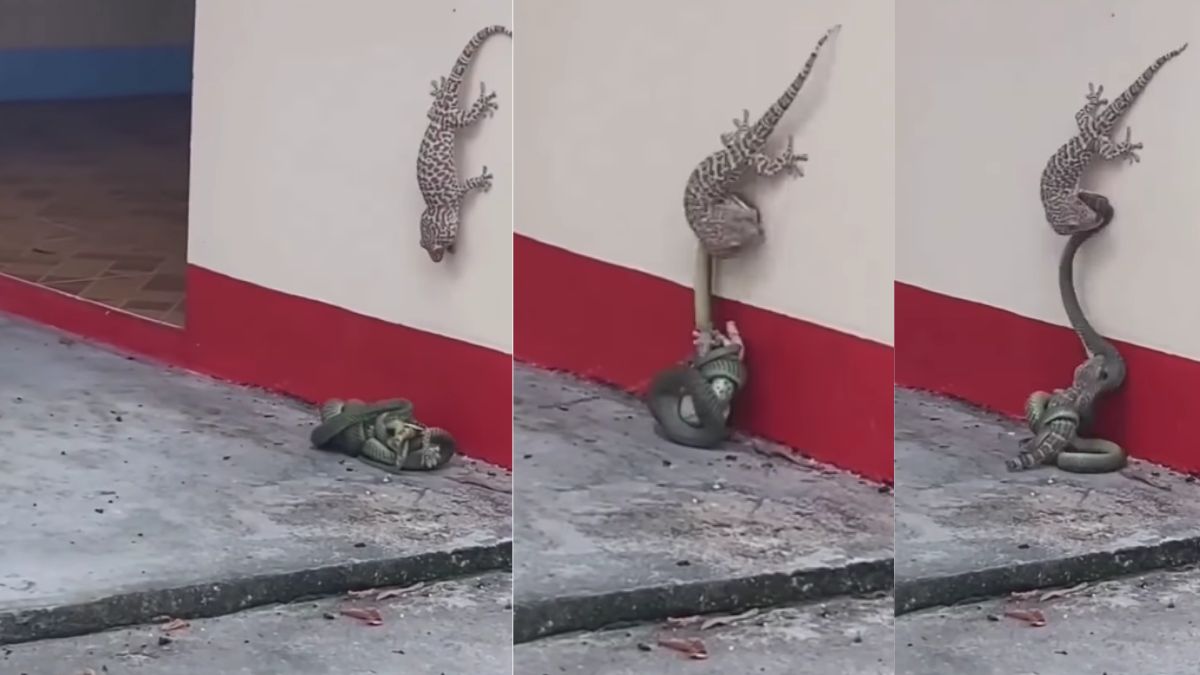 lizard fight with snake for child viral wildlife videos | अपने बच्चे के ...