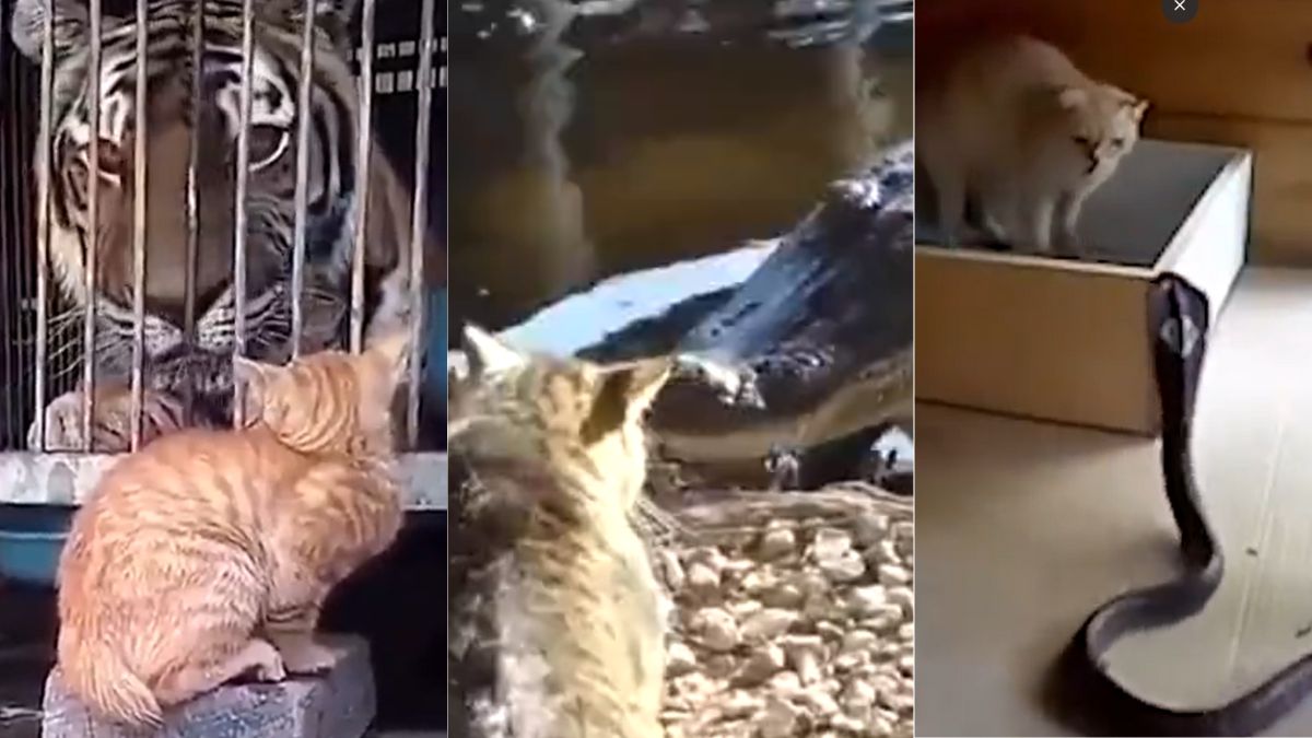 cats are attacking most powerful animals viral video on internet | बाघ ...