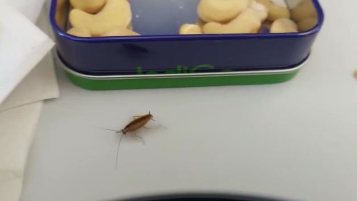 shocking Cockroach roaming around on the food table in Indigo passenger ...