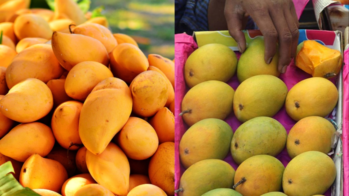 आम खट्टा है या मीठा कैसे पता करें | How to pick the sweetest mango in ...