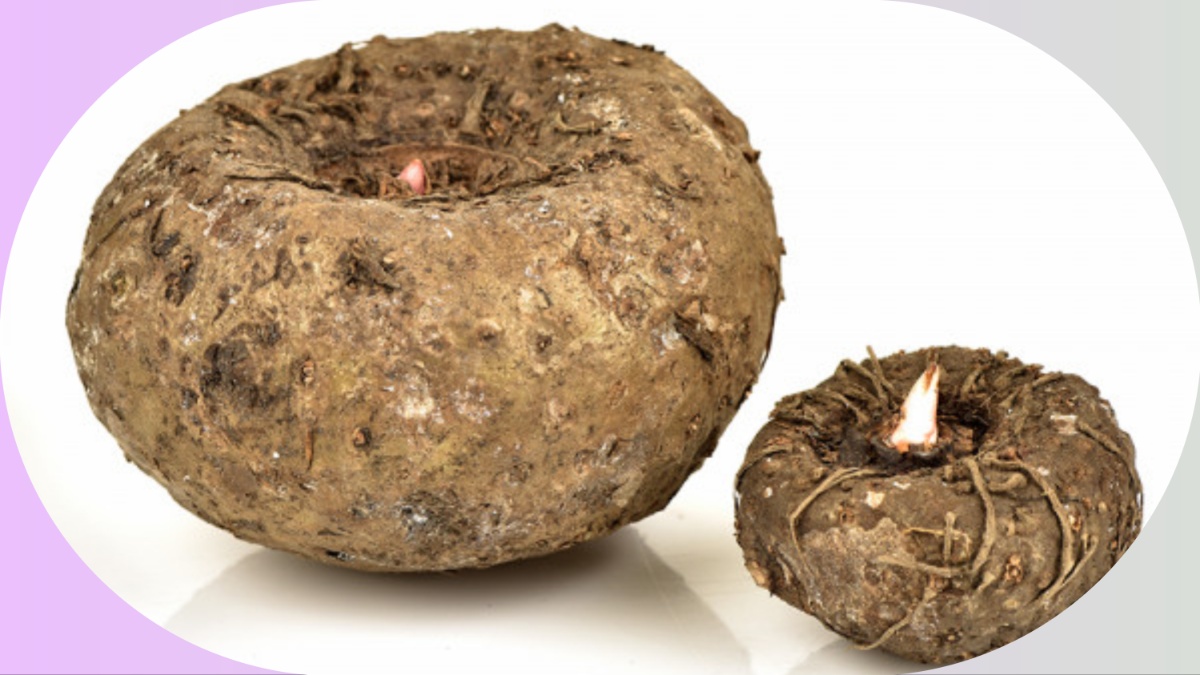 बवासीर में सूरन की सब्जी के फायदे | suran benefits for piles in hindi ...