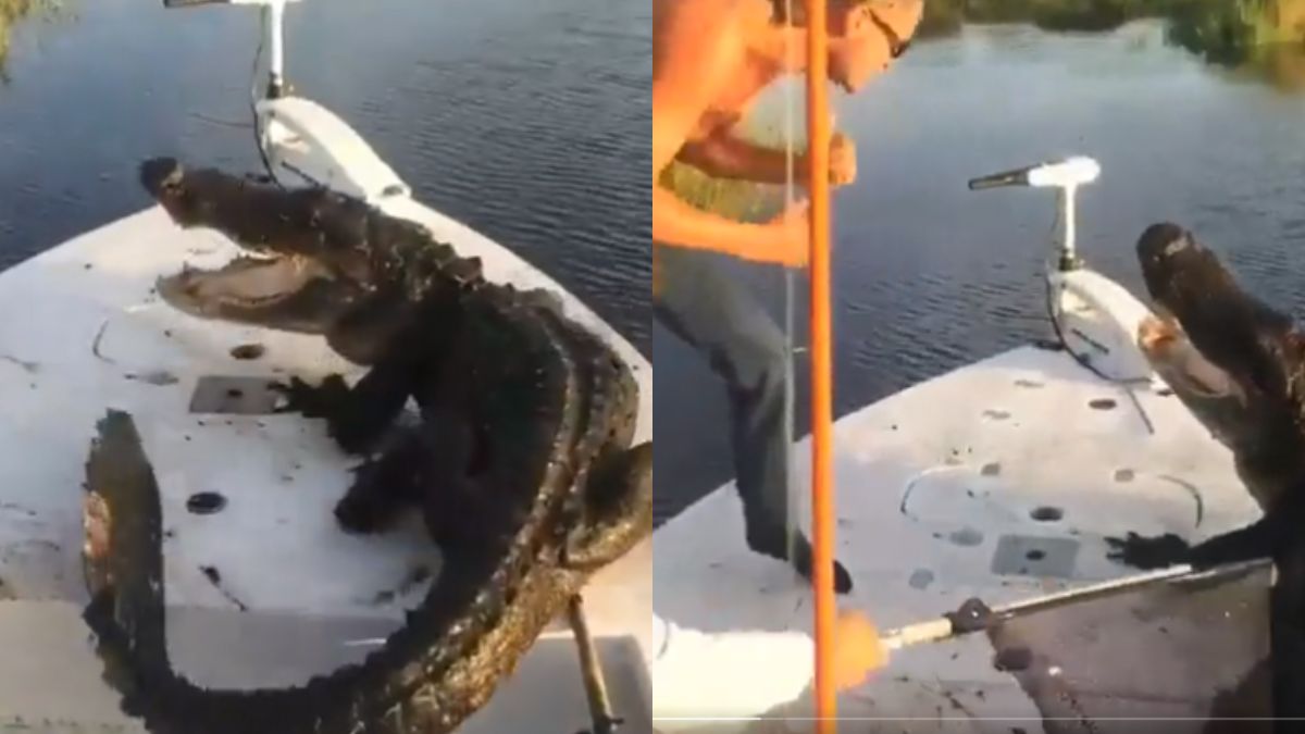 This person hit the face of the Crocodile on the boat video viral ...