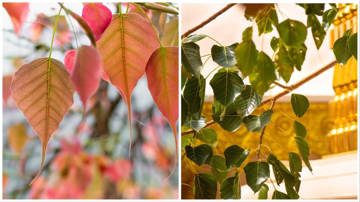 why peepal tree not plant in home harm and benefits in hindi | पीपल का ...