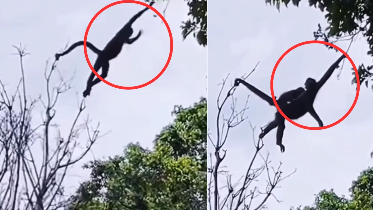 monkey ka video monkey viral on social media animal trending video | जब ...