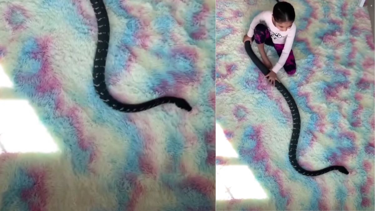 sanp ka video baby girl with snake goes viral trending video | सांप के ...