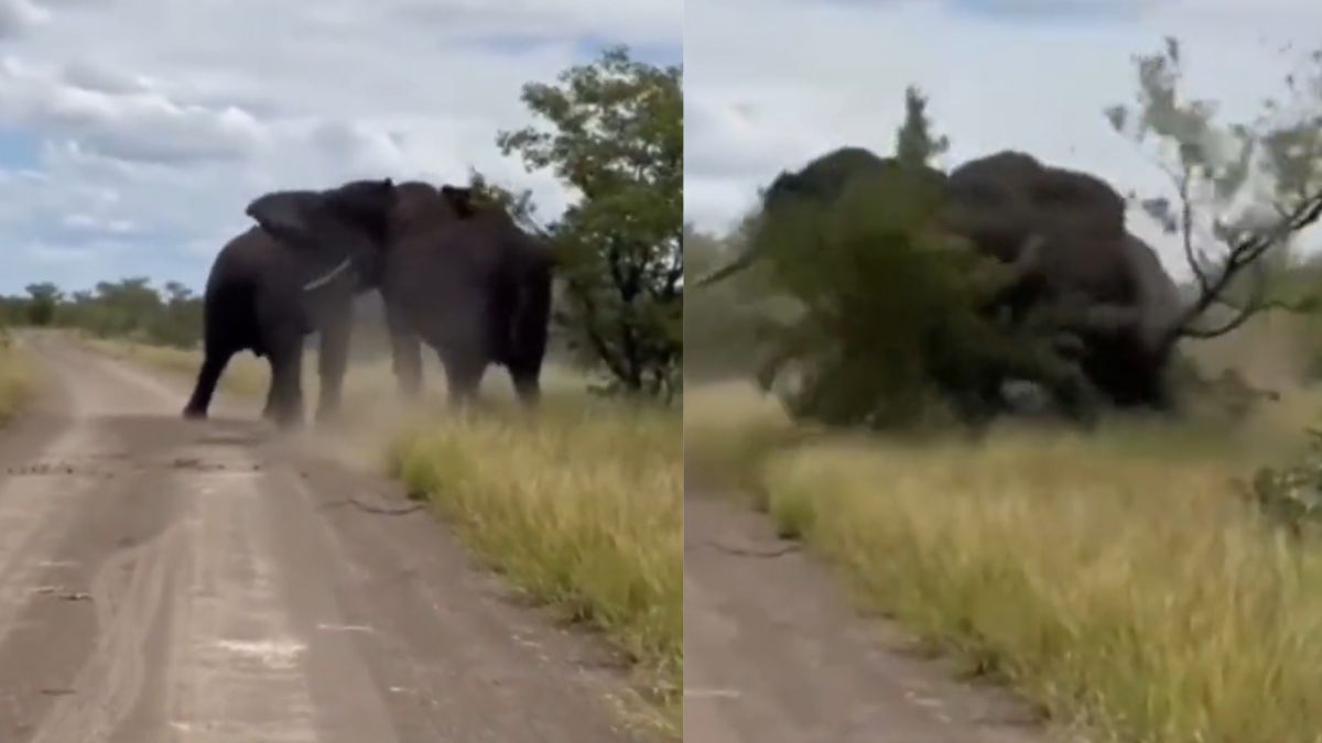 Fierce fight between two huge elephants viral wildlife video | जब दो ...