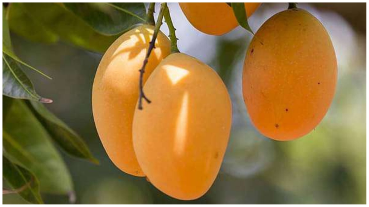 आम खाने के फायदे | benefits of eating mango in hindi - India TV Hindi