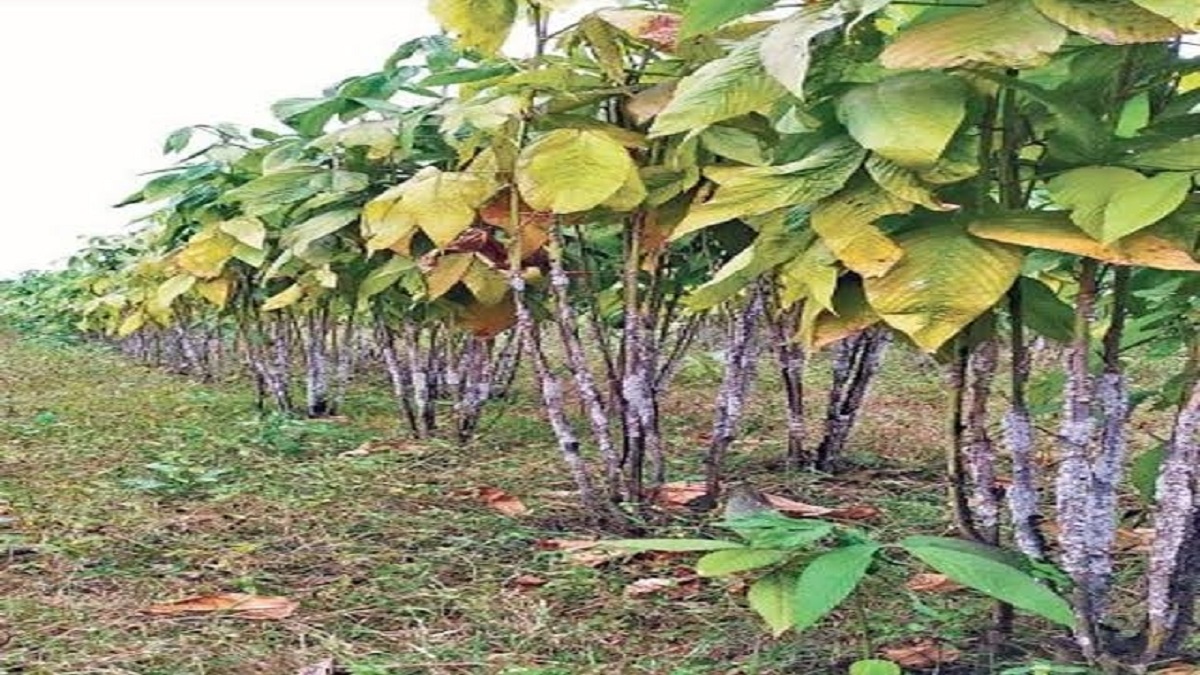Farmers of Jharkhand are earning lakhs from the cultivation of this ...