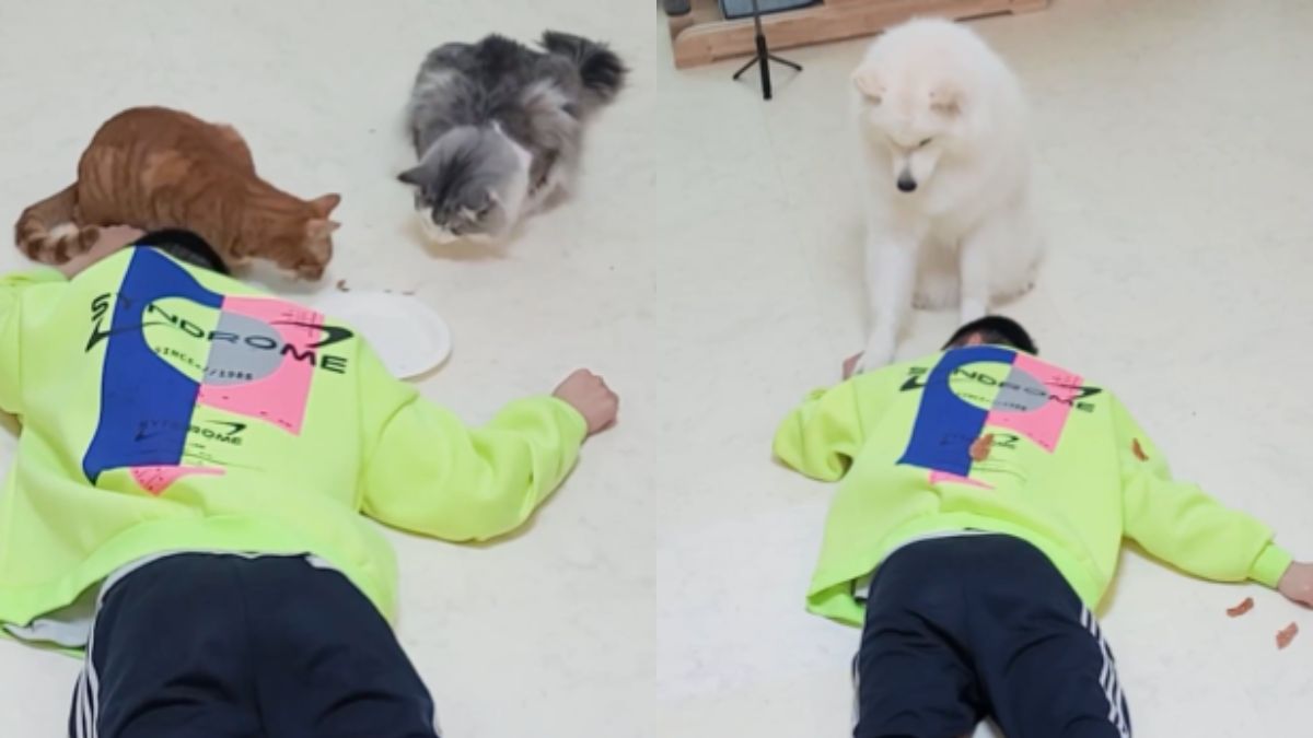 Dogs are very loyal to their masters while cats are cheater watch this ...