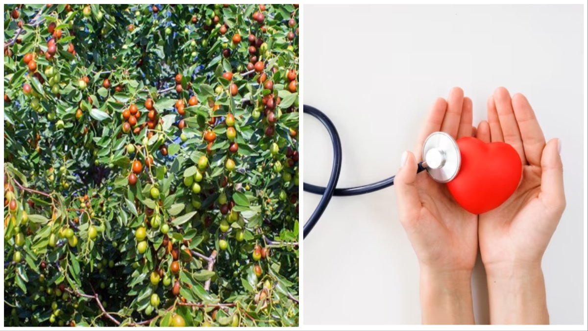 बेर खाने से क्या लाभ होता है | indian ber fruit benefits in hindi ...