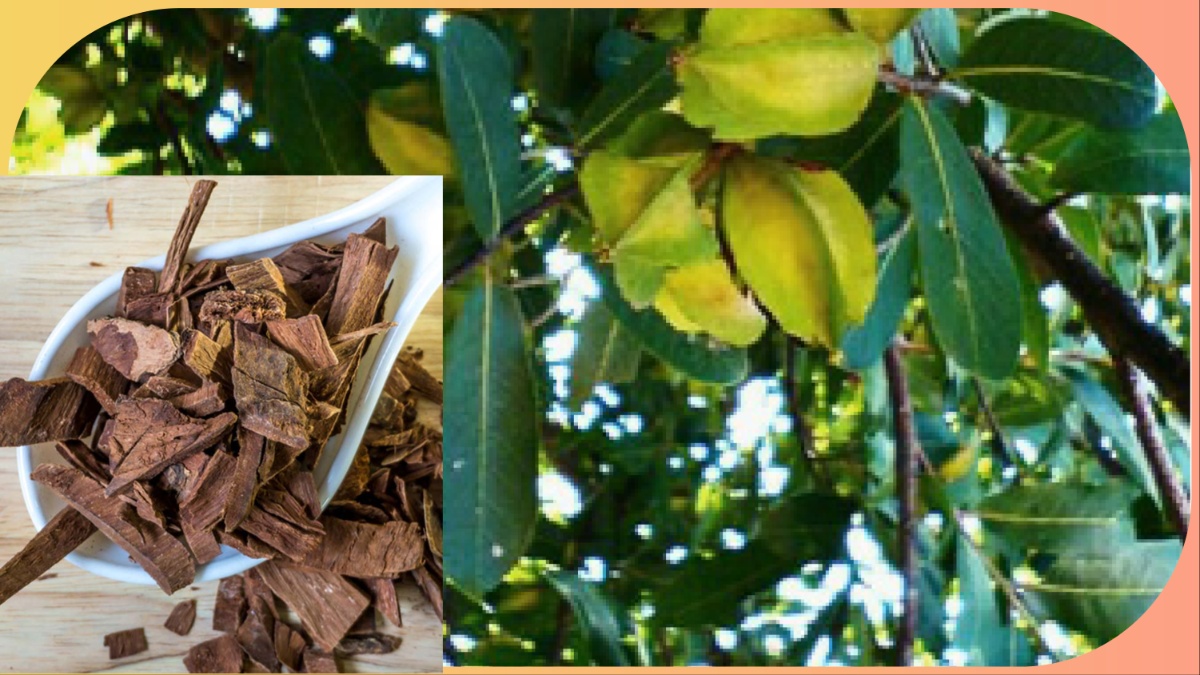 डायबिटीज में अर्जुन की छाल कैसे लेनी चाहिए | How to use arjun ki chaal ...