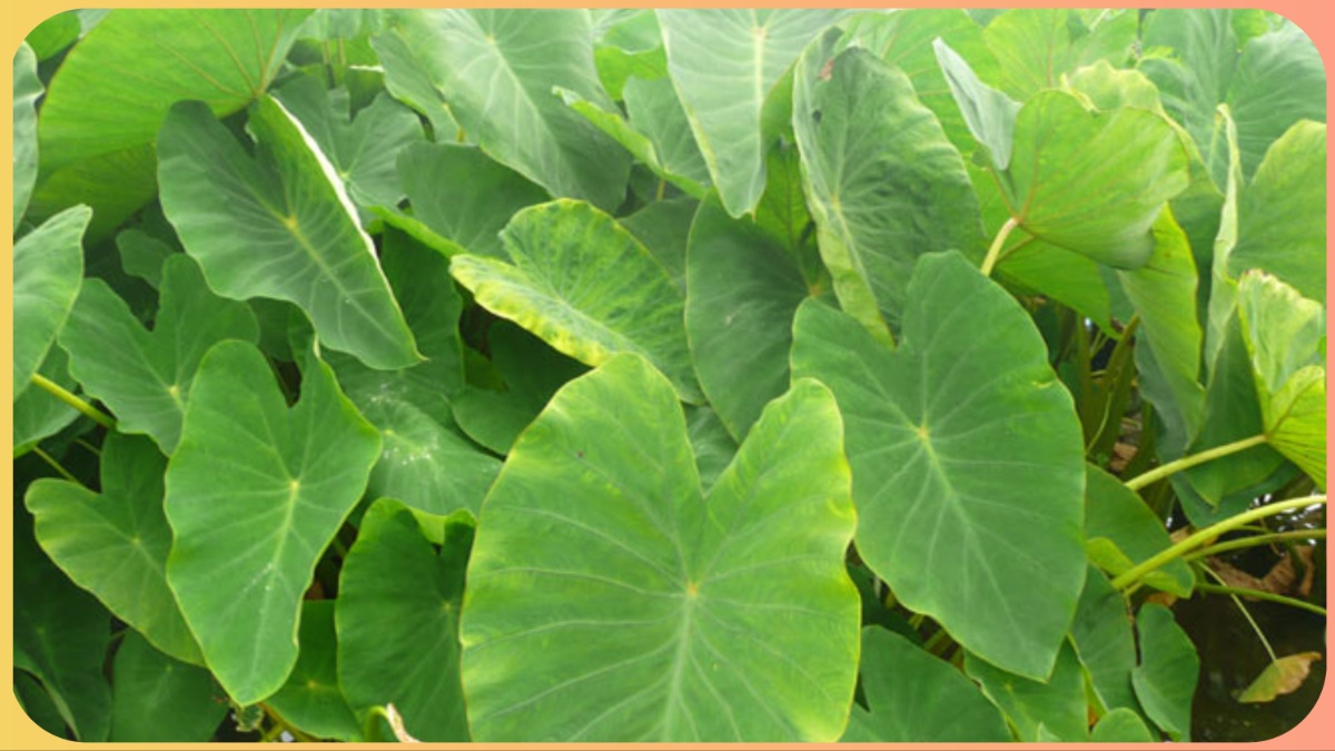 अरबी के पत्तों से क्या बनाया जा सकता है, जानें 2 रेसिपी | arbi ke patte ...