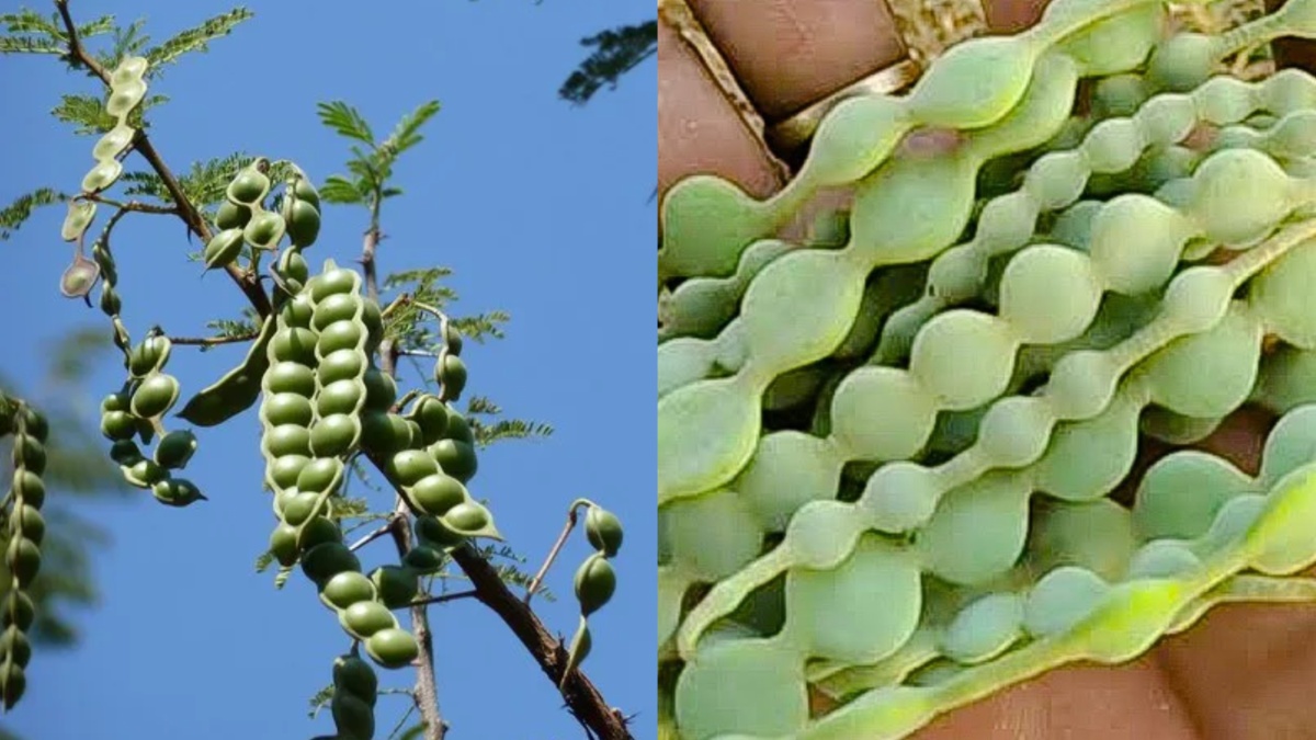बबूल की फली के फायदे जोड़ों के दर्द में | babool ki fali ke fayde for ...
