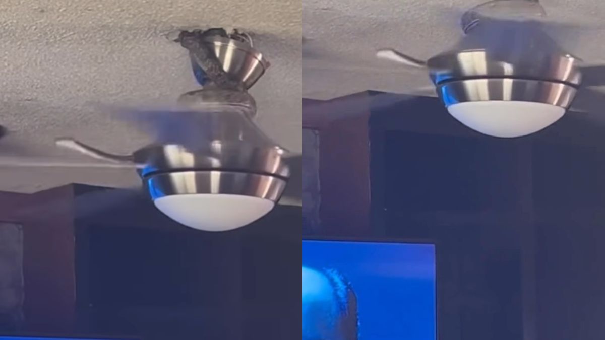 Snake Hanging On the Moving Fan and fell On the Man video goes Viral on ...