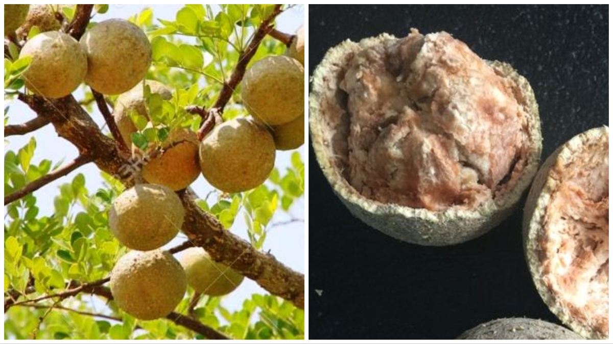 कैथा खाने से क्या लाभ होता है? बच्चों के पेट दर्द से कान दर्द की है दवा ...