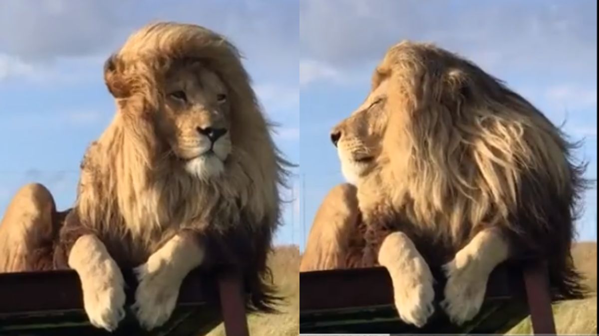 Sher ka video Lion Hairstyle Magnificent Video Viral On Social Media ...