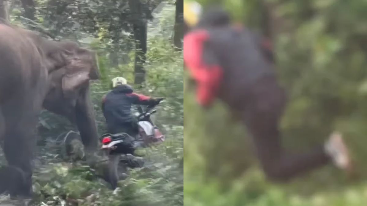 Elephant attacked bike rider on the middle of the road in the forest ...