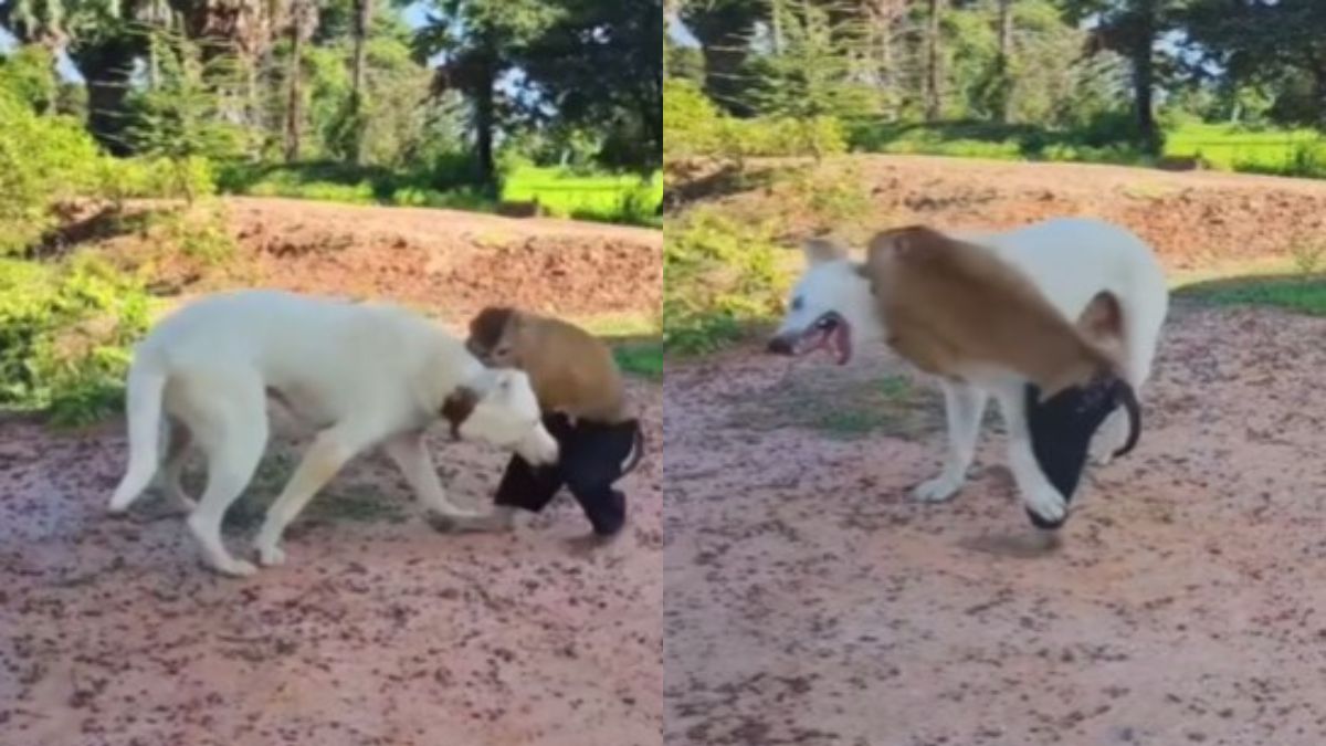 Dangerous fight between dog and monkey Video goes viral on internet ...