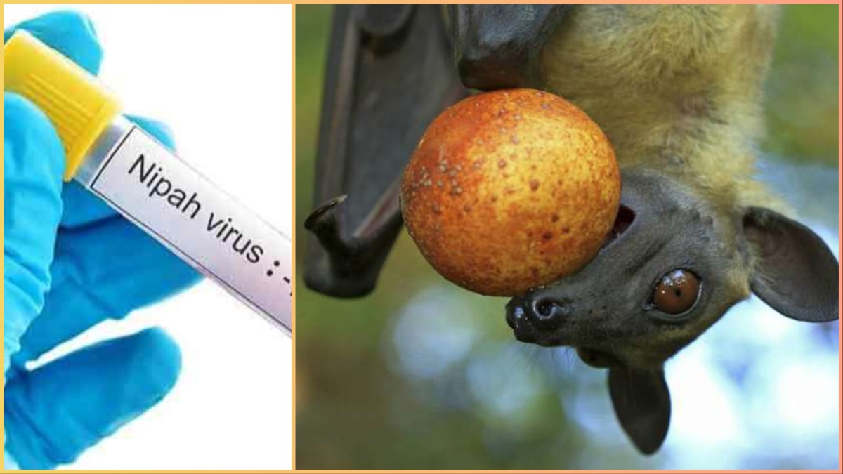 निपाह वायरस इंसानों में कैसे फैलता है | How nipah virus spread in hindi ...