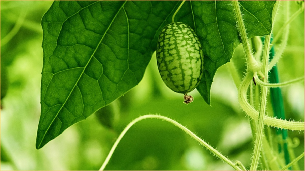 कचरी की सब्जी खाने के फायदे | kachri vegetable benefits in hindi ...