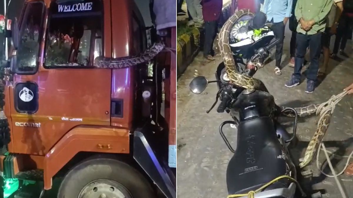 greater noida a python entered the cabin of the truck । ग्रेटर नोएडा ...
