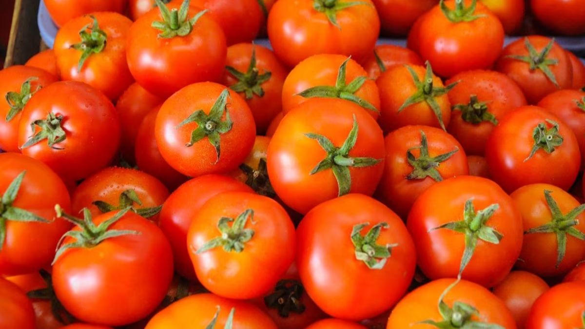 Two tomatoes became the reason for the murder in indore chhatripura ...