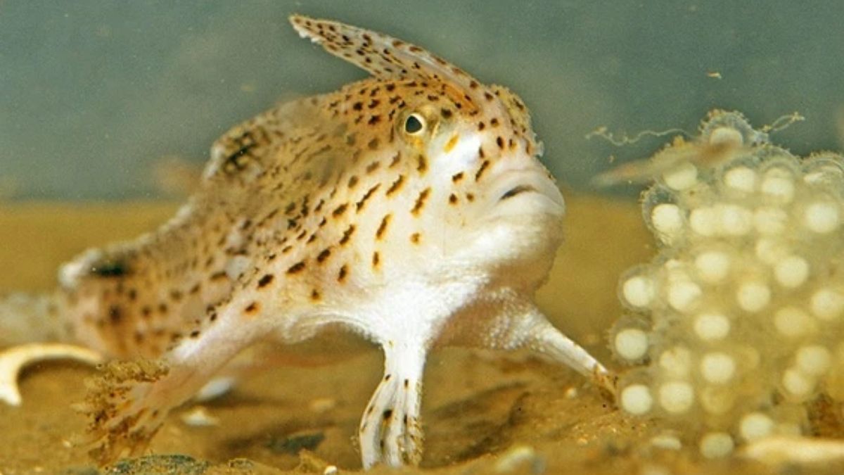 Walking Fish News: Australia Rare Walking Fish With Hands Spotted In ...