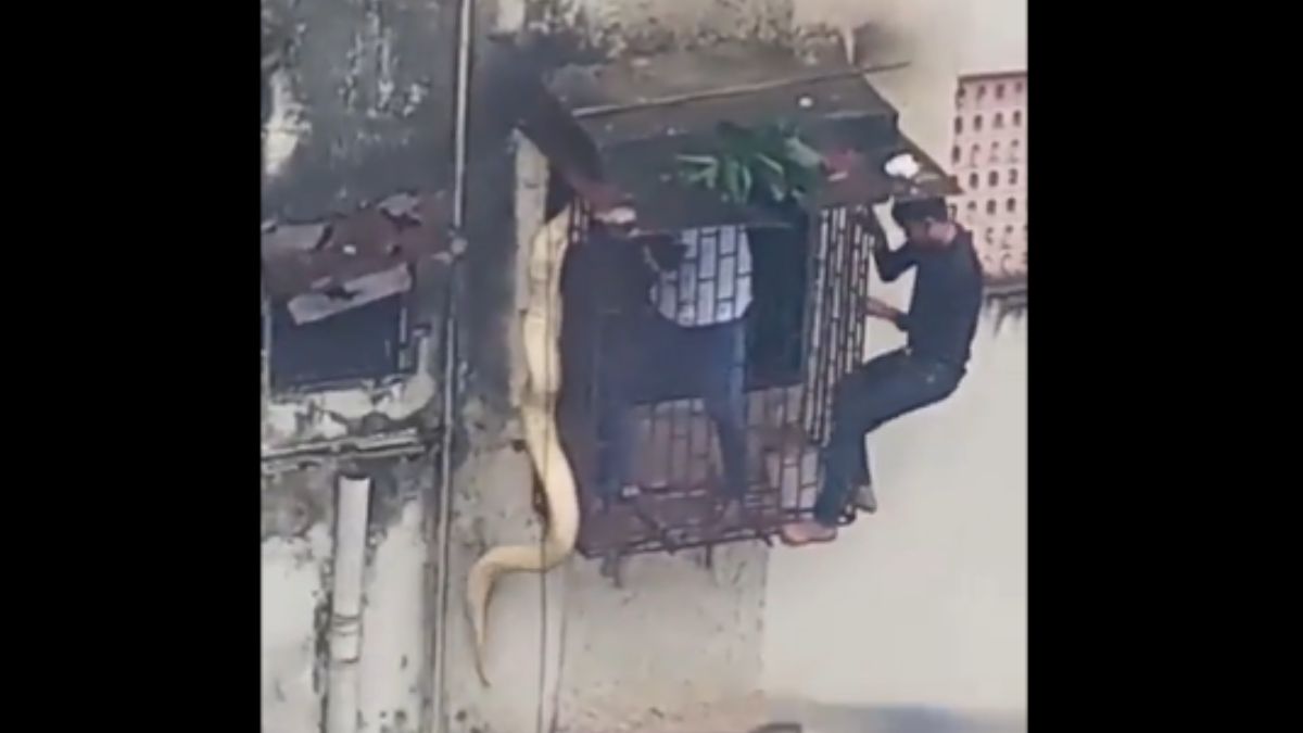 Rare albino python seen hanging on the window of the house, video goes ...