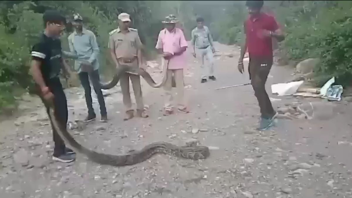 27 snakes caught in Ram Nagar in Uttarakhand, you will also be shocked ...