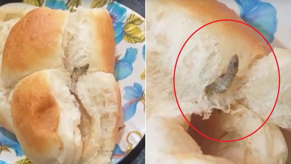 bhiwandi thane lizard found in pav video goes viral । प्रसिद्ध बेकरी के ...