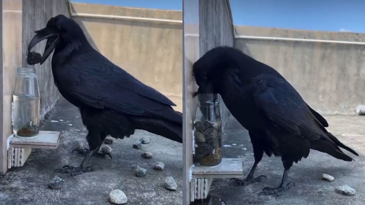 Crow started drinking water by putting pebbles in the bottle, video ...