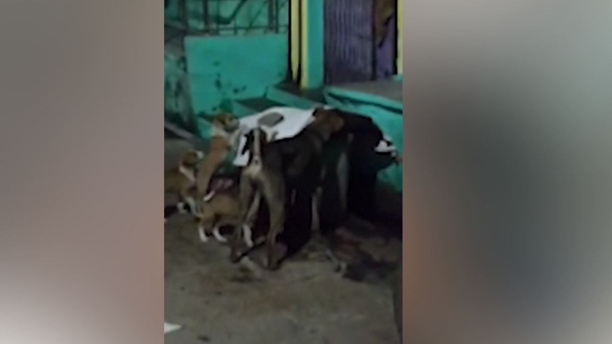 बाजार में बेची जा रही कुत्तों की खाई नमकीन-मूंगफली, ये वीडियो देखकर ...