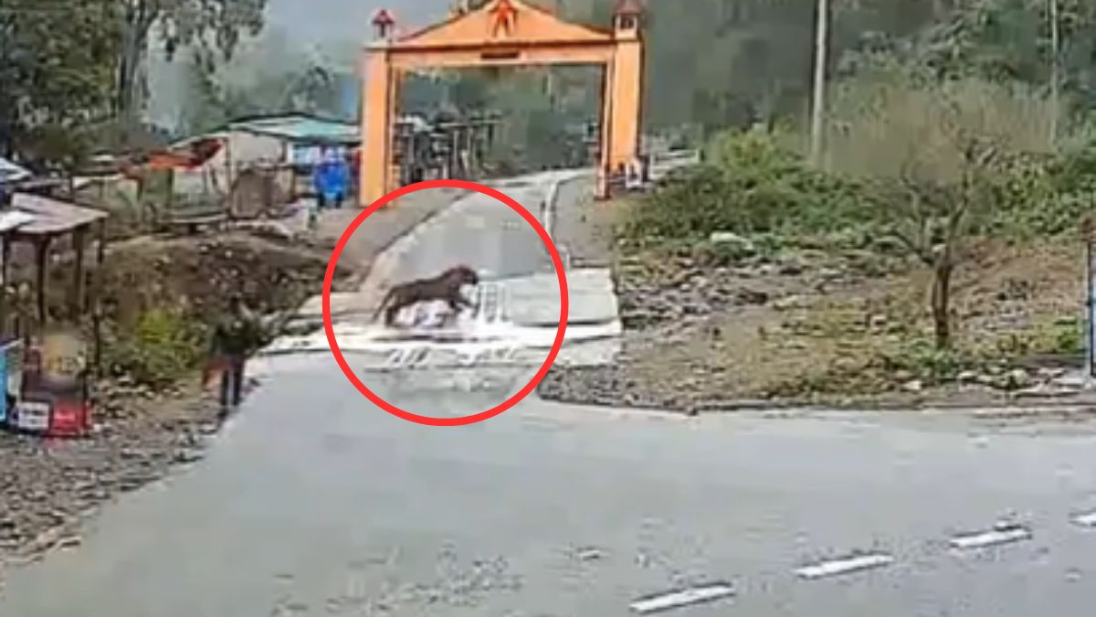 tiger ka video man alive during tiger encounter at corbett ifs post ...