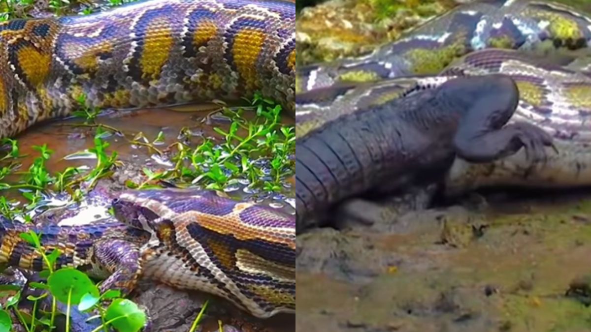 Azagar ka Video huge Python eats crocodile alive watch this viral video ...
