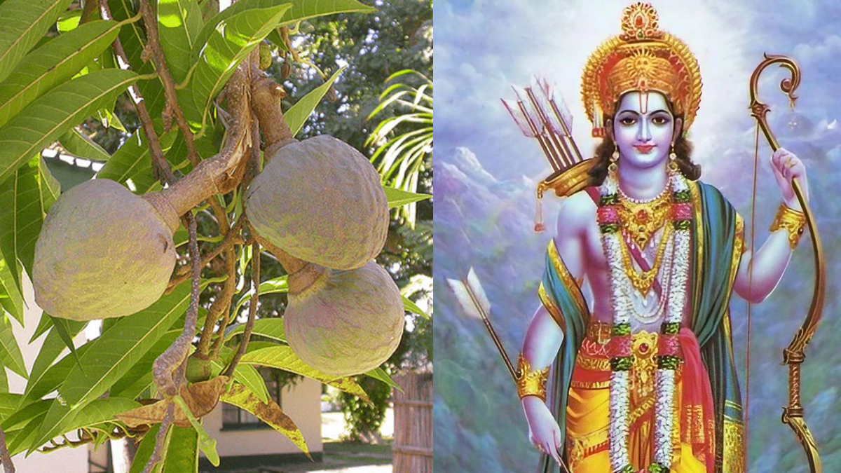 भगवान राम का प्रिय और सेहत का खजाना है रामफल, जानिए इसे खाने के फायदे ...