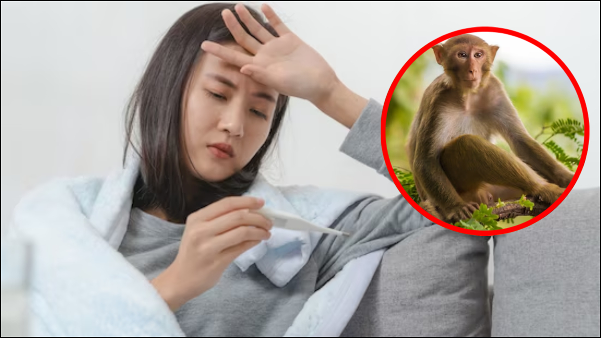 जानलेवा साबित हो रहा है मंकी फीवर, जान लें कैसे फैलता है? क्या हैं इसके ...