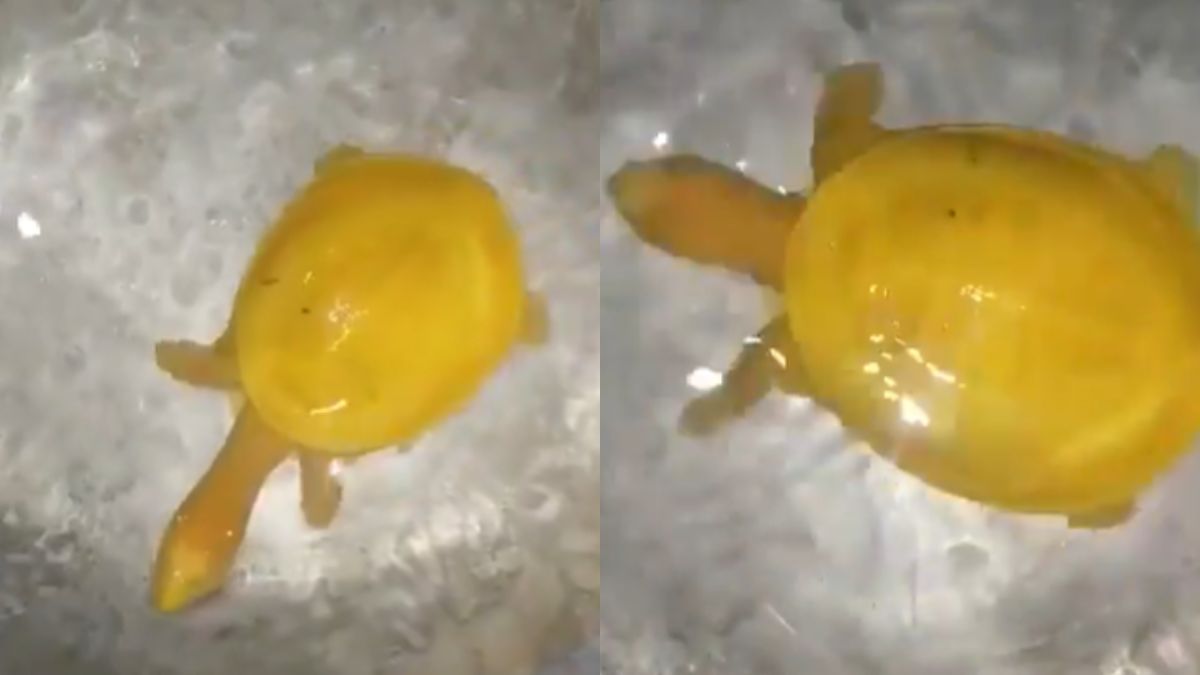 भारत में दिखा दुलर्भ प्रजाति का 'पीला कछुआ', Video सोशल मीडिया पर वायरल ...