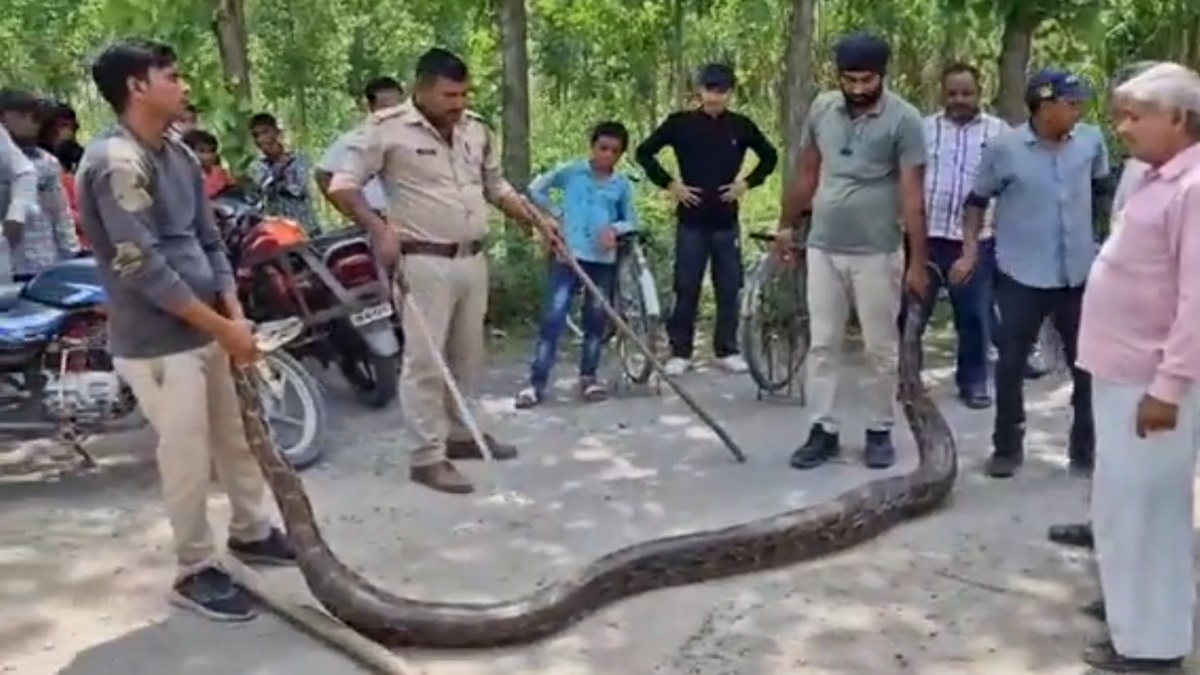 हरिद्वार में 13 फीट लंबे अजगर को देखकर छूटा लोगों का पसीना, किया गया ...