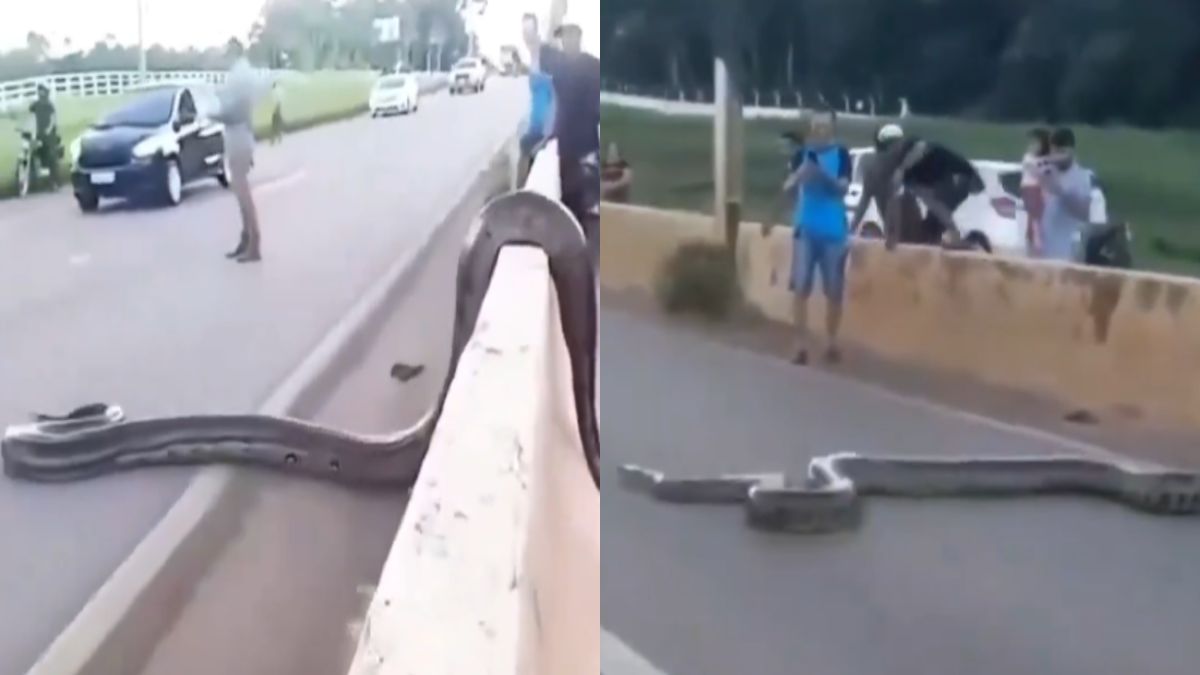 VIDEO: सड़क पार करते विशालकाय अजगर को देख थम गया ट्रैफिक, इतना बड़ा ...