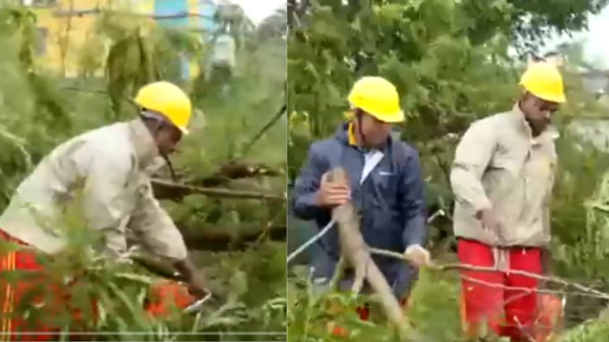 चक्रवाती तूफान 'दाना' ने दिखाया रौद्र रूप, जड़ों से उखड़े पेड़, सड़कें ...