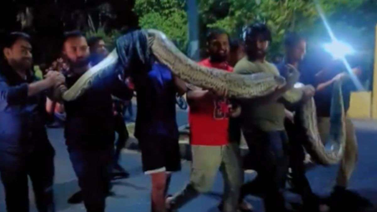 'बाघ का करेजा, देके ऊपर वाला भेजा', असम यूनिवर्सिटी के छात्रों ने पकड़ा ...