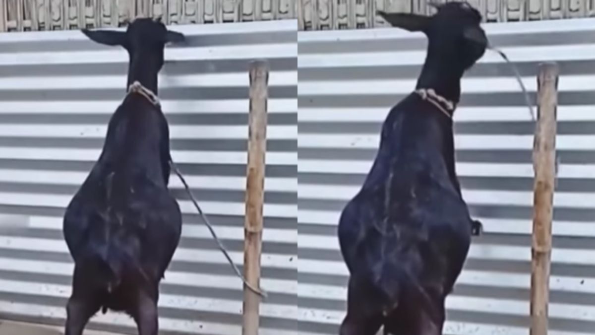 GOAT ऐसे ही नहीं कहते मित्तर, बकरी का Video हुआ वायरल, देखकर लोगों ने ...