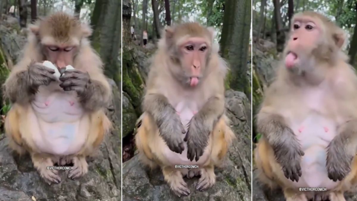 Bandar Ka Viral Video, Monkey Video Viral, Aaj Ka Viral Video : क्या ...