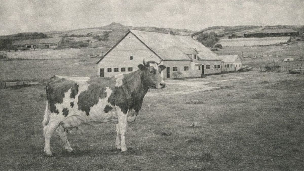 Elm Farm Ollie, flying cow, first cow on airplane, first flying cow जब ...