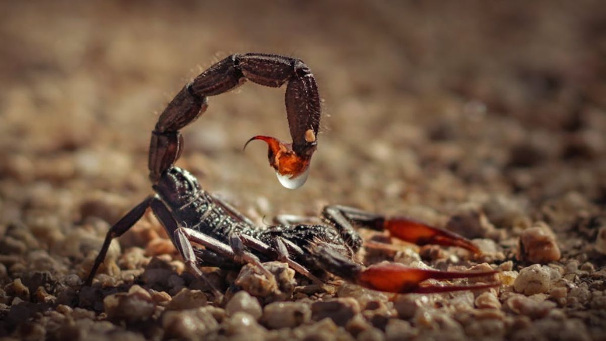 Scorpion Facts, Amazing Facts, Scorpion Babies Eat Their Mother क्या ...