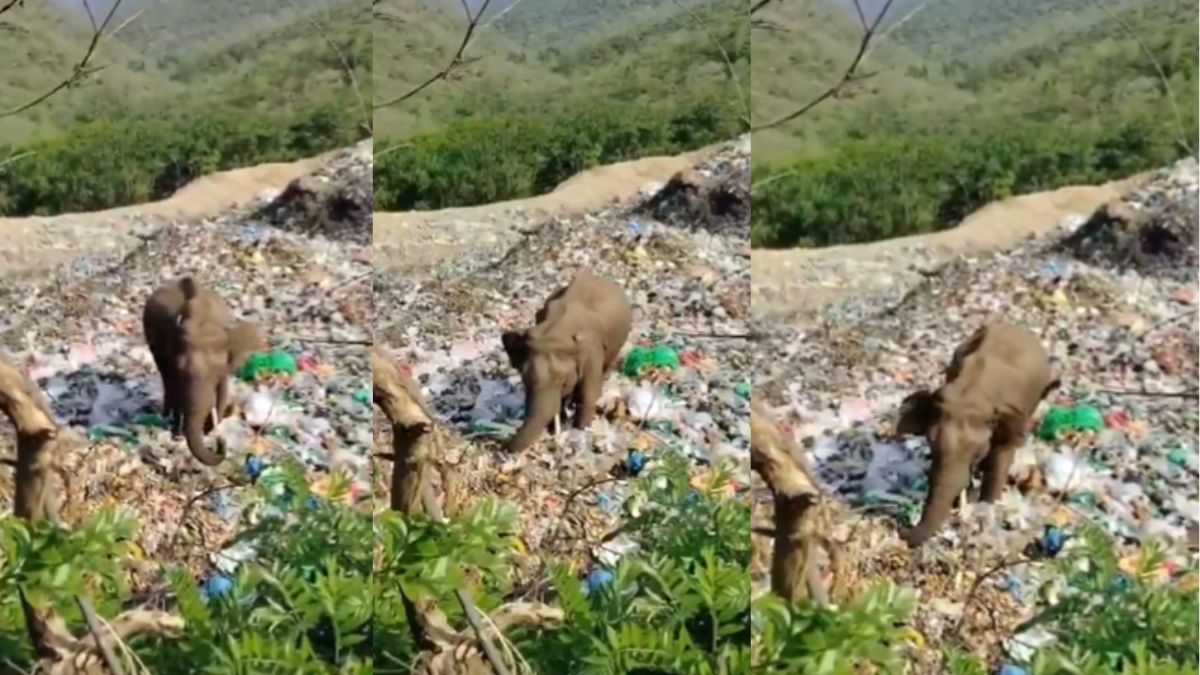 Elephant Video, Elephant Viral Video, Aaj Ka Viral Video : कर्नाटक में ...