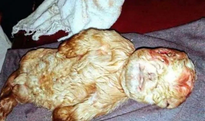 Mystery over 'mythical' goat 'born with the face of a human baby ...